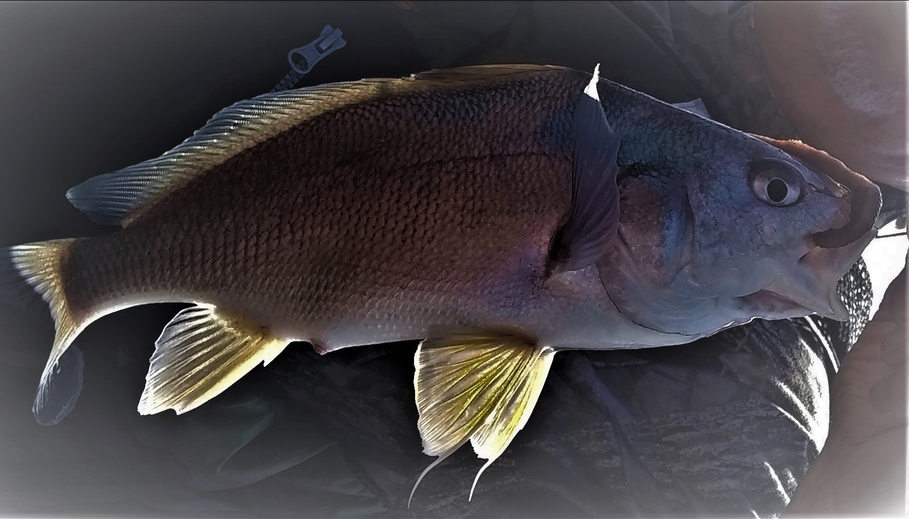 Iridescent fish – Almostfinnish’s Blog